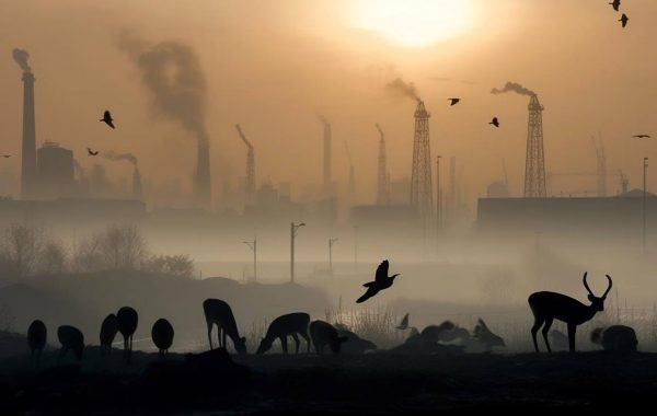 15 Photos Revealing The Consequences of Environmental Pollution - PROVIDR